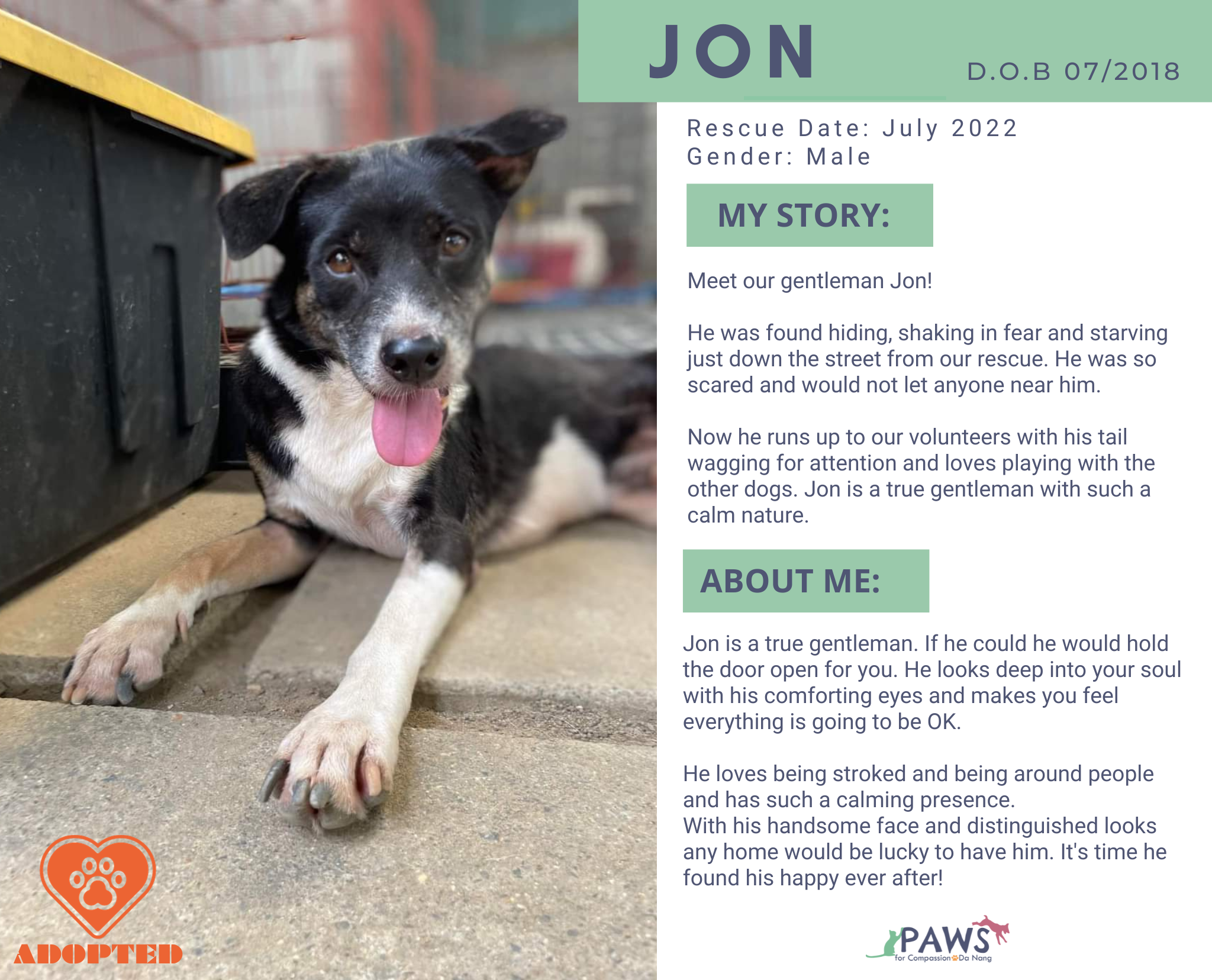 Adopt a dog | Paws for Compassion
