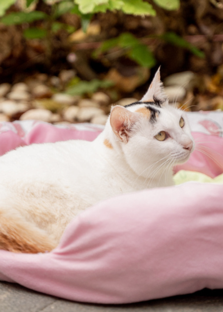 Sponsor A Cat - Poppy | Paws for Compassion