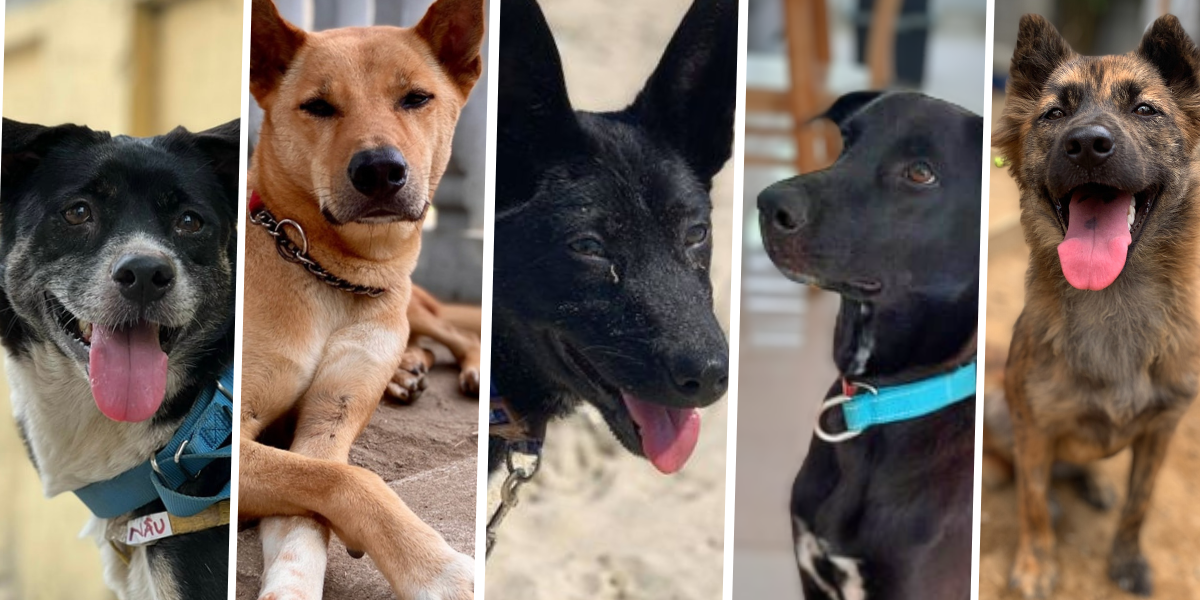 Paws for Compassion | Rehabilitating Pets & Educating Children