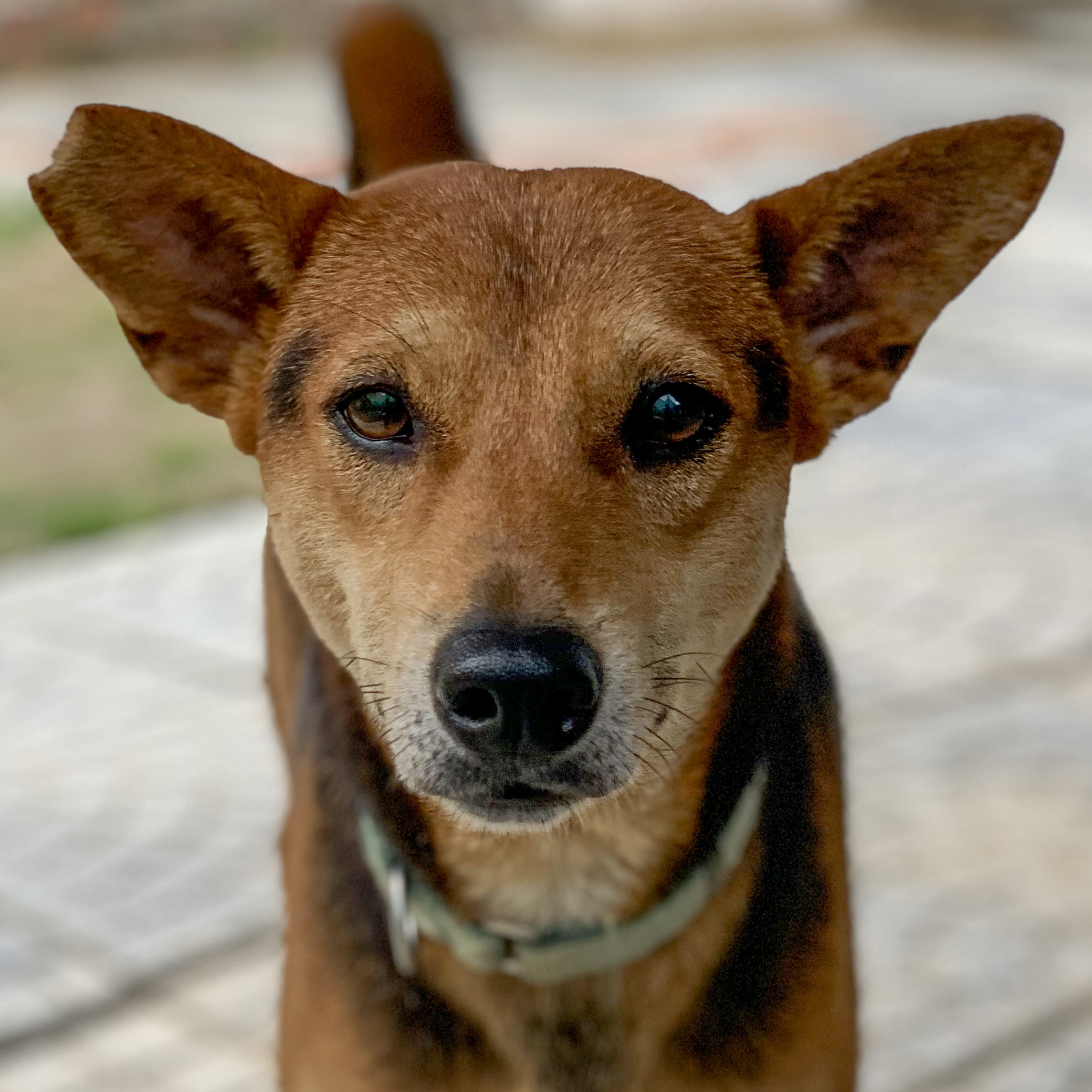 Sponsor Andy - Paws for Compassion