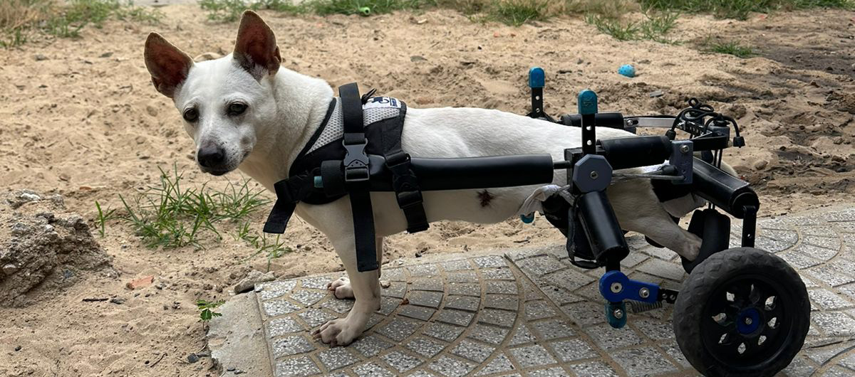Paws Rescue Diaries: April 2025 - Paws for Compassion
